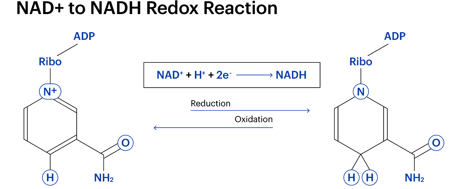 NAD+ & NADH: what’s the difference?